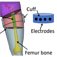 Tallman, team win best presentation at Orthopaedic Research Society ...