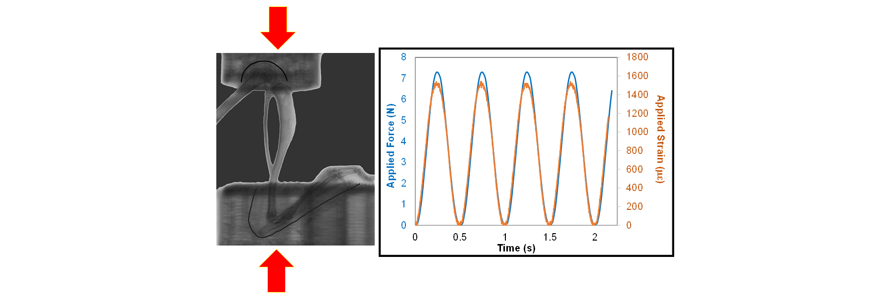 Bone Biology and Mechanics Lab: BBML