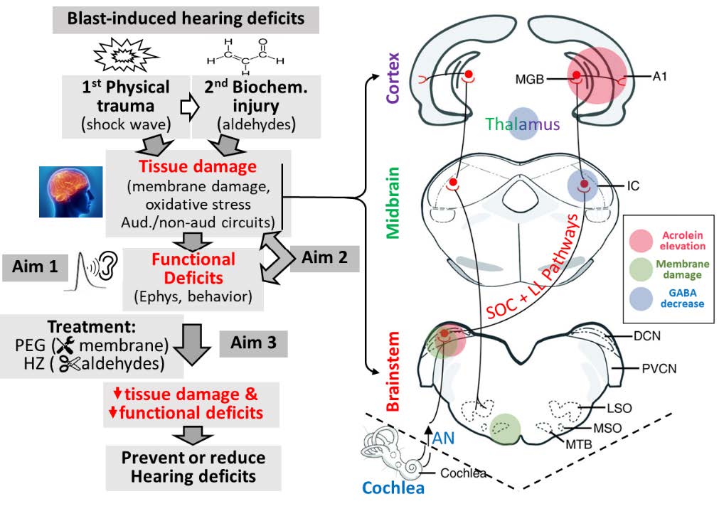 Research - Central Auditory Processing Laboratory - Purdue University