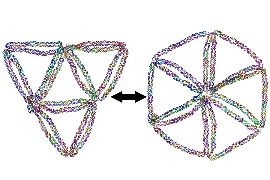First ever nanoscale Hoberman structure built out of DNA origami ...